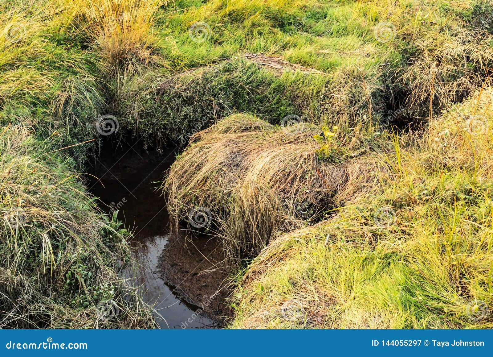 Water Pathway Royalty-Free Stock Image | CartoonDealer.com #43108678