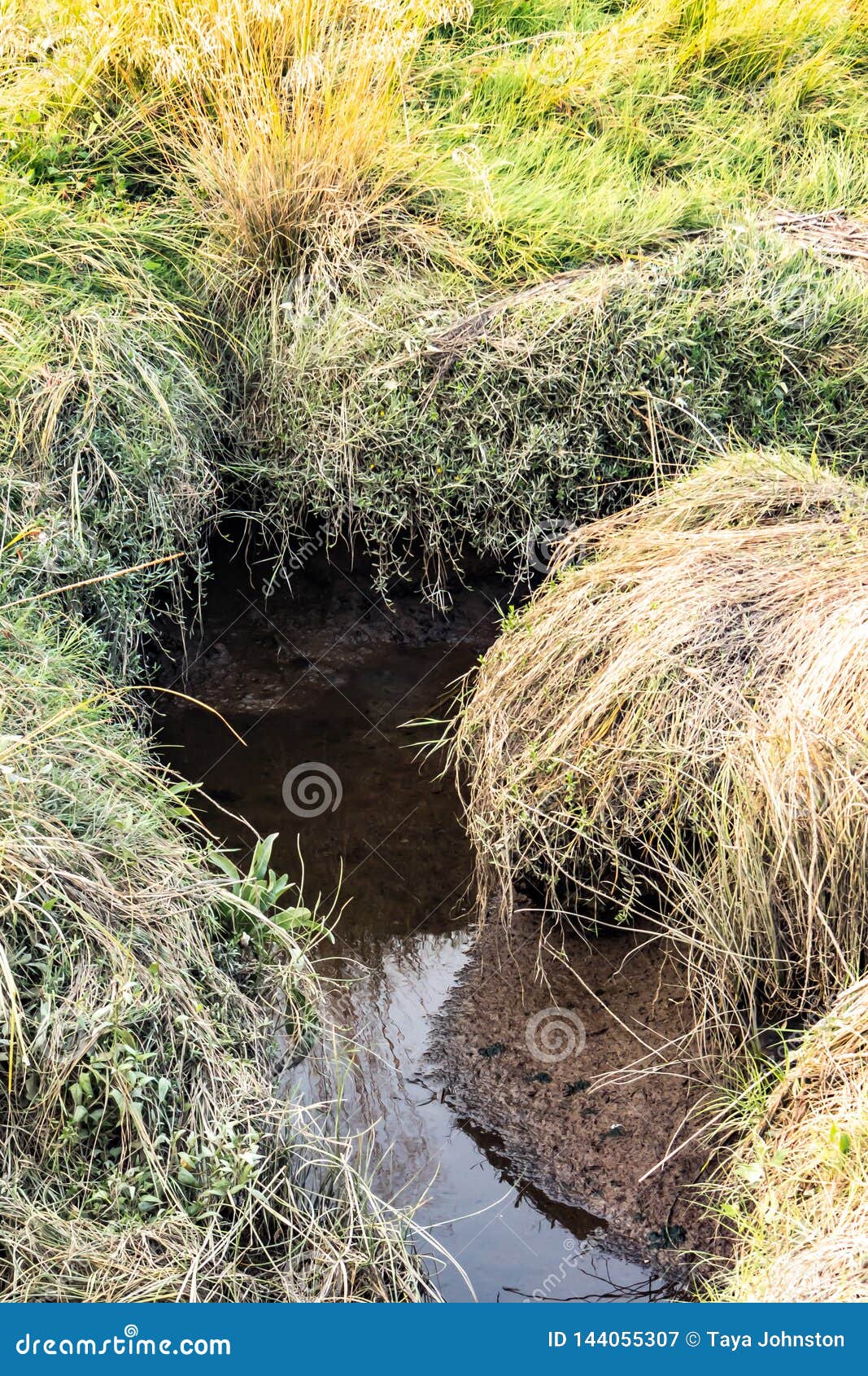 Water Pathway Royalty-Free Stock Image | CartoonDealer.com #43108678