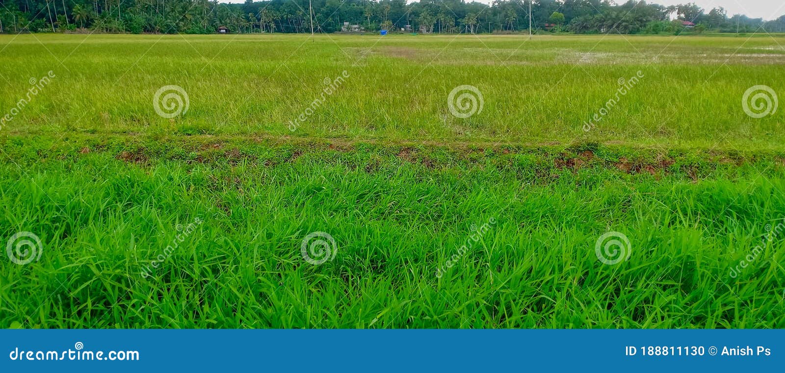 Rice farm in Kerala stock photo. Image of grassland - 188811130
