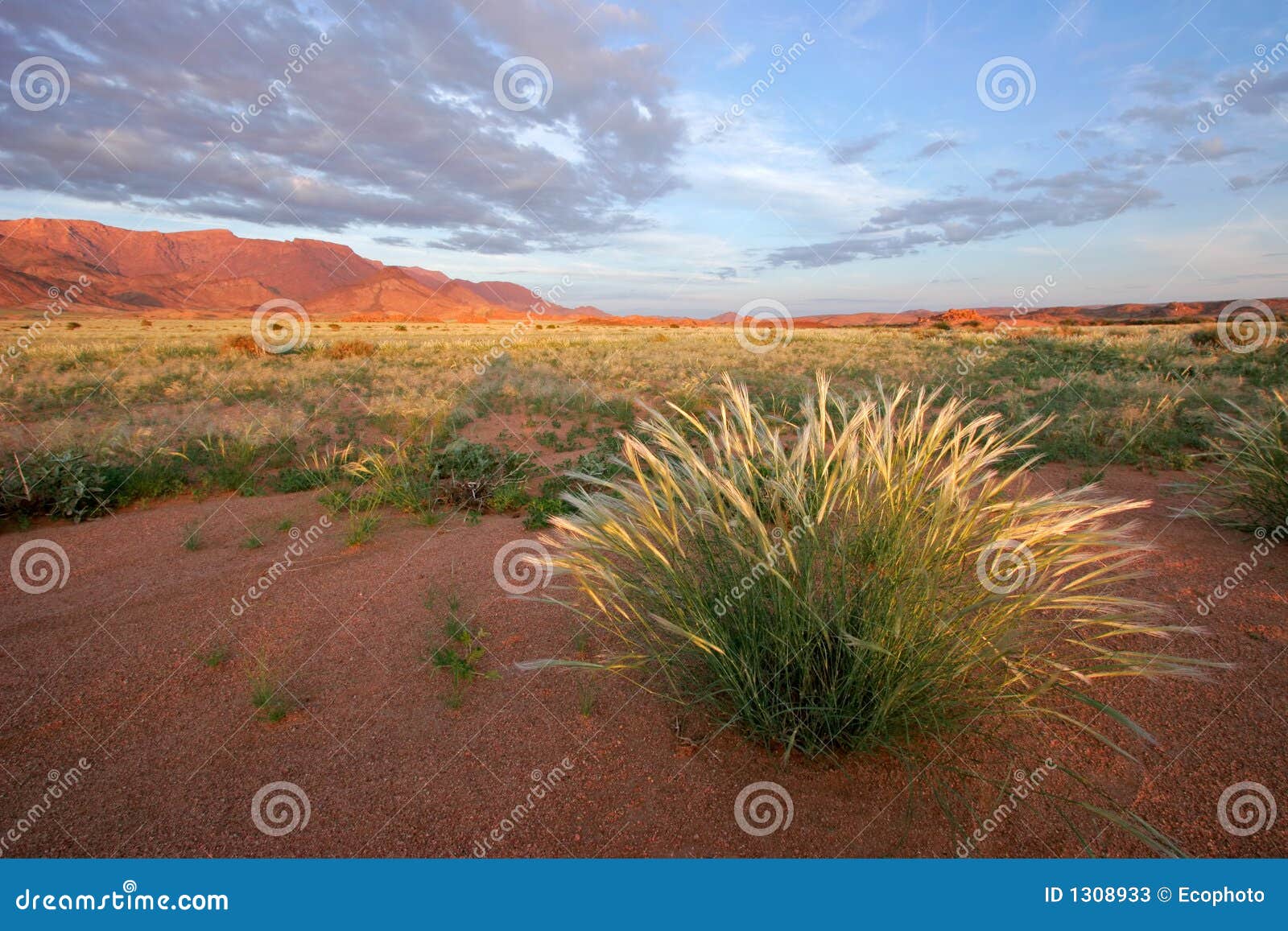 Grassland landscape stock image. Image of southern, desert - 1308933