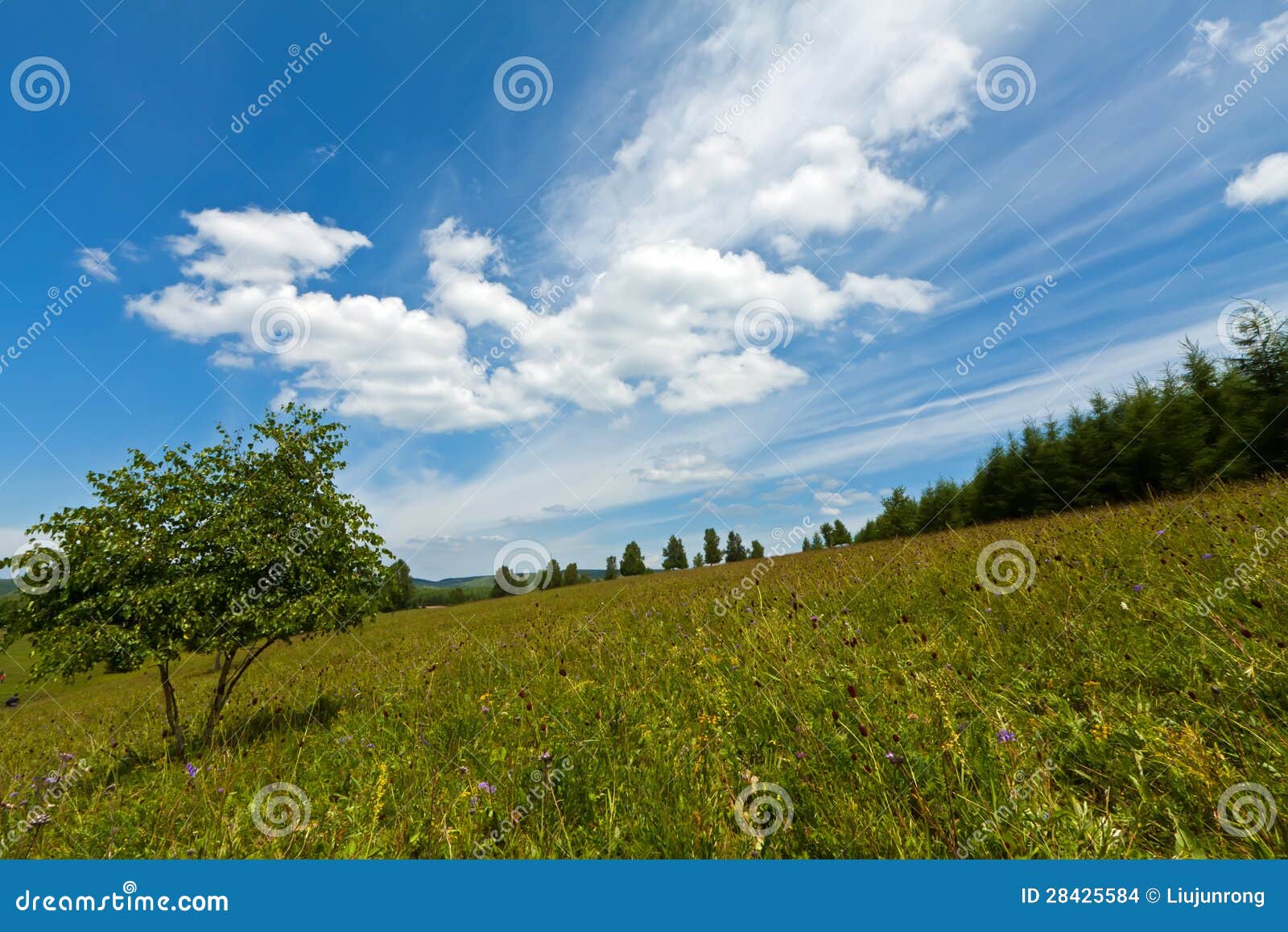Grassland landscape stock photo. Image of material, grassland - 28425584