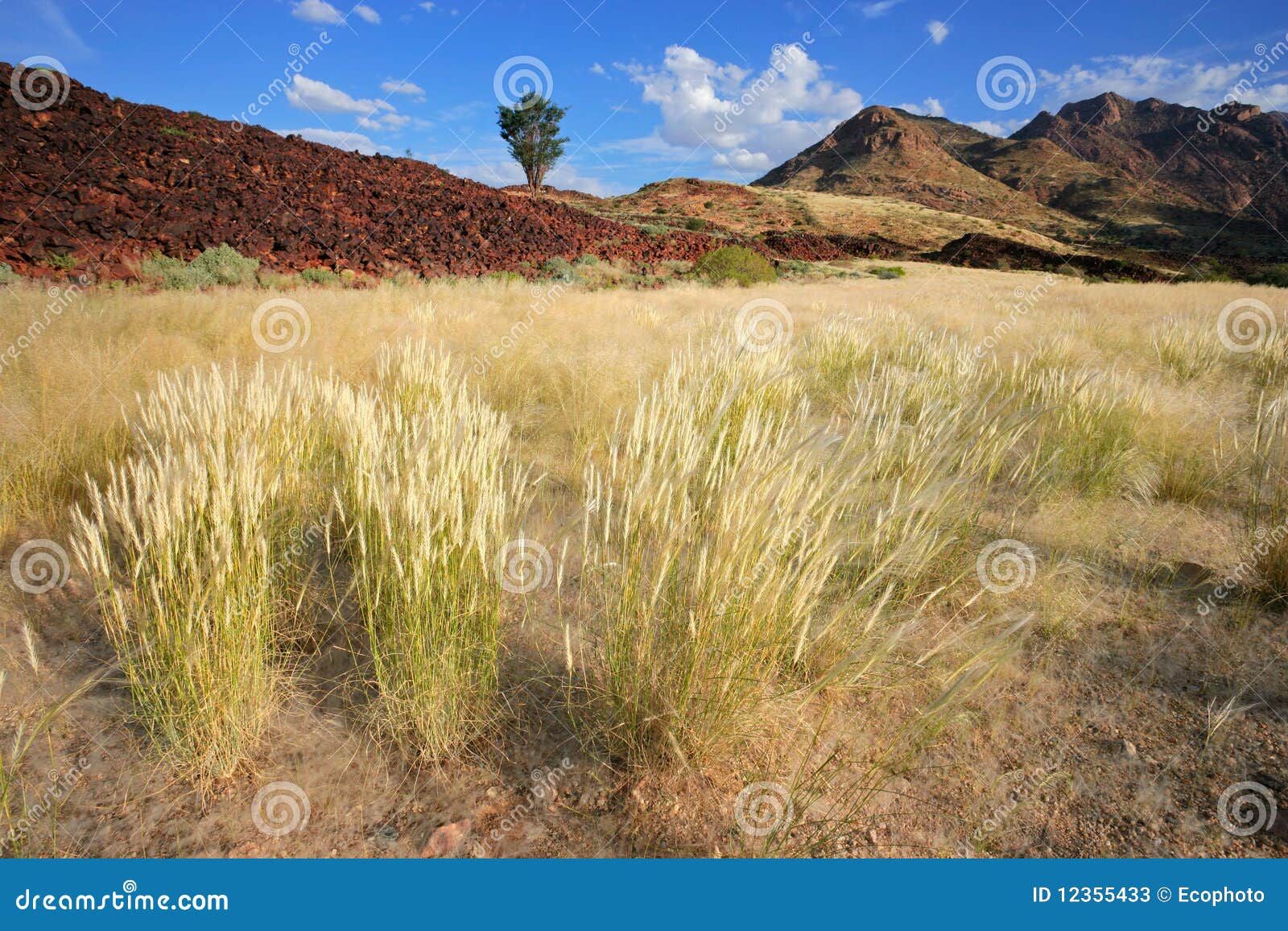 Grassland Landscape, Namibia Stock Image - Image of wilderness ...
