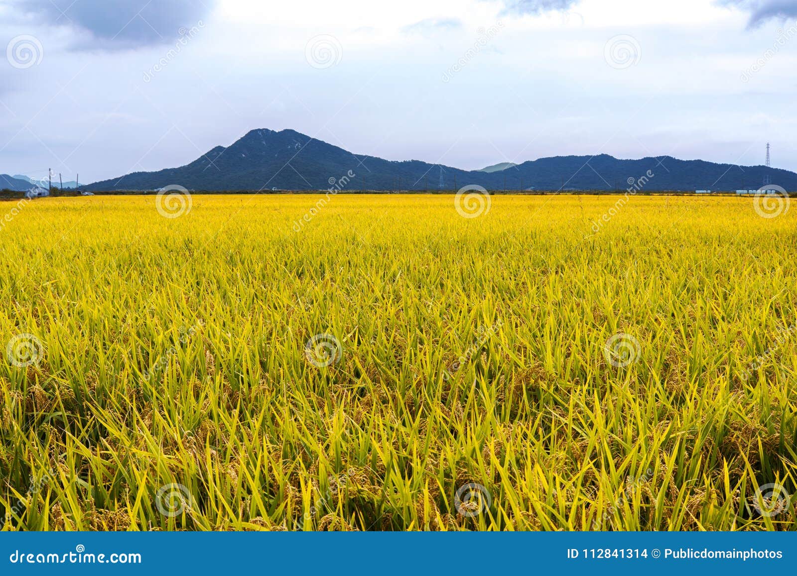 Grassland, Paddy Field, Field, Ecosystem Picture. Image: 112841314