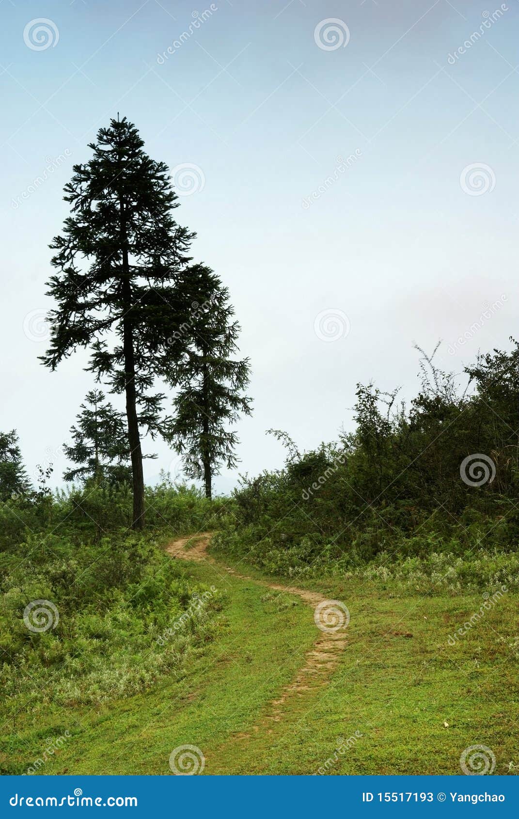 Grassland with Path and Trees Stock Image - Image of plain, pathway ...