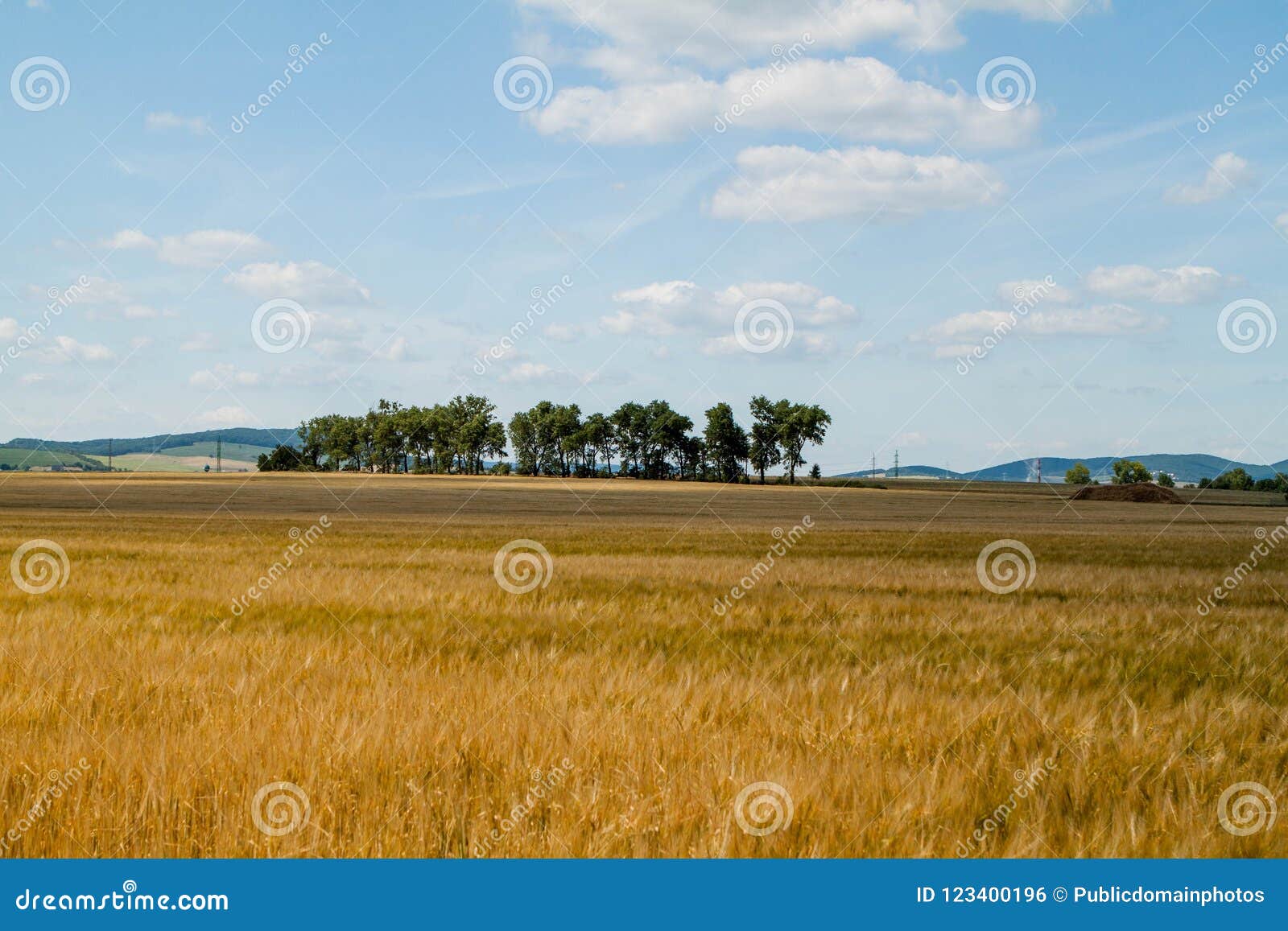 Grassland, Plain, Field, Ecosystem Picture. Image: 123400196