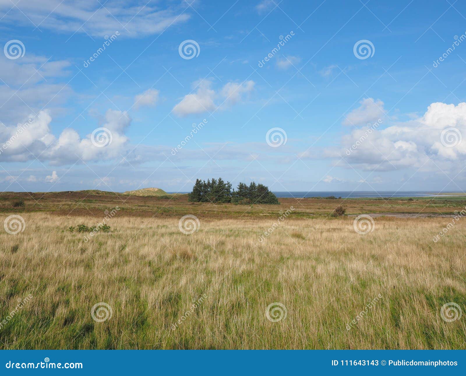 Grassland, Prairie, Ecosystem, Plain Picture. Image: 111643143