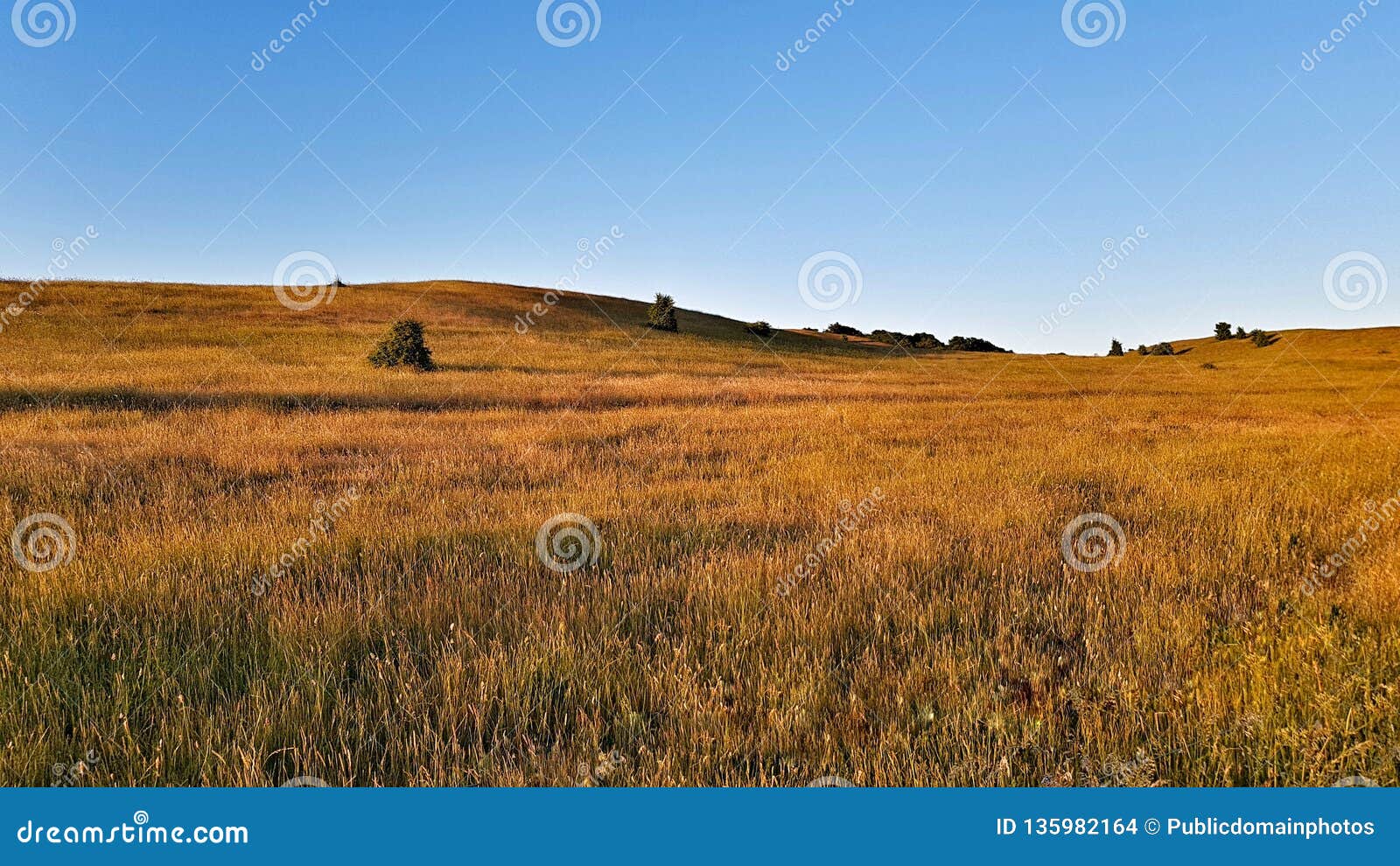 Grassland, Prairie, Ecosystem, Plain Picture. Image: 135982164