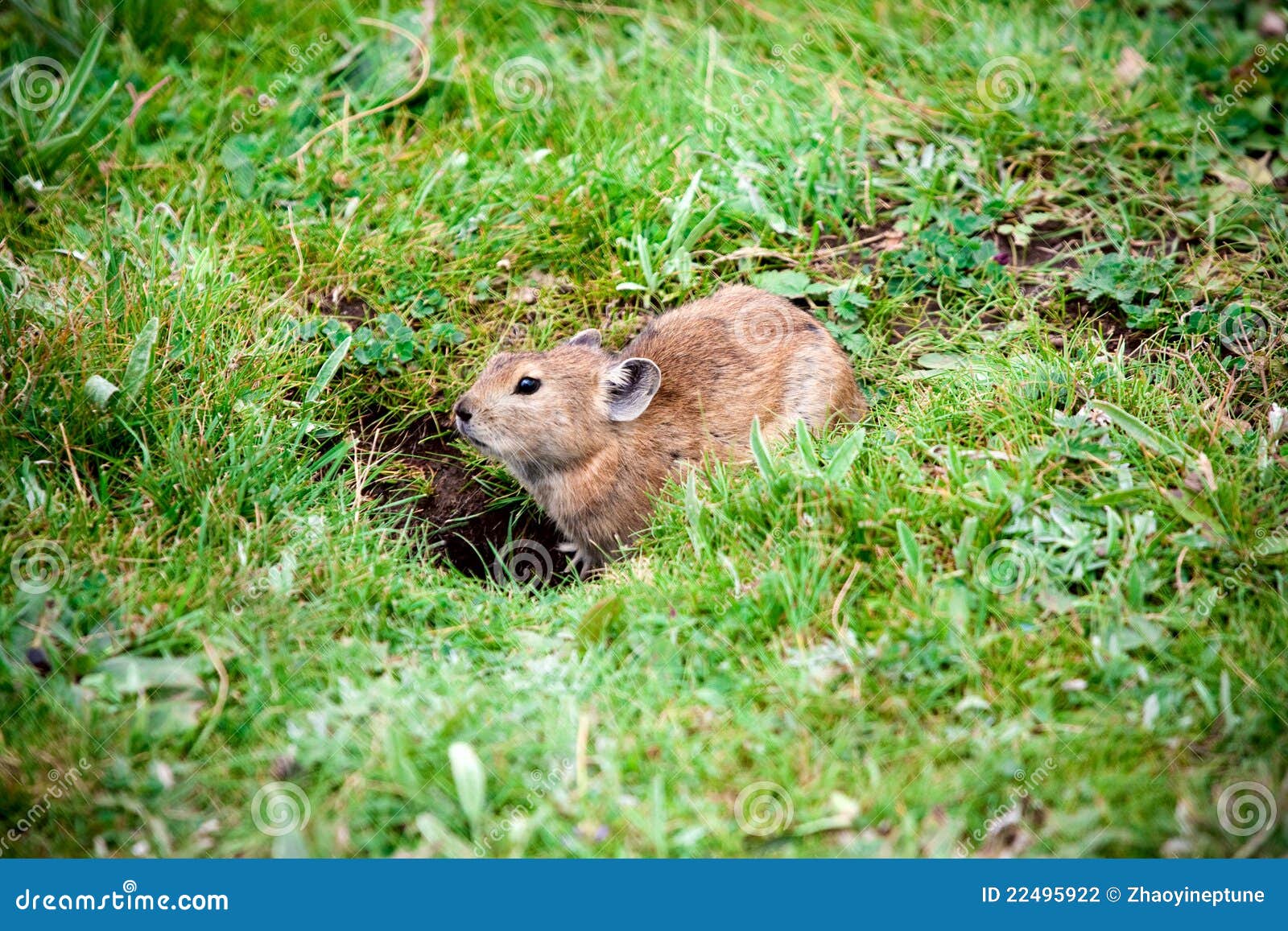 Grassland Rat stock photo. Image of grassland, wild, mammal - 22495922