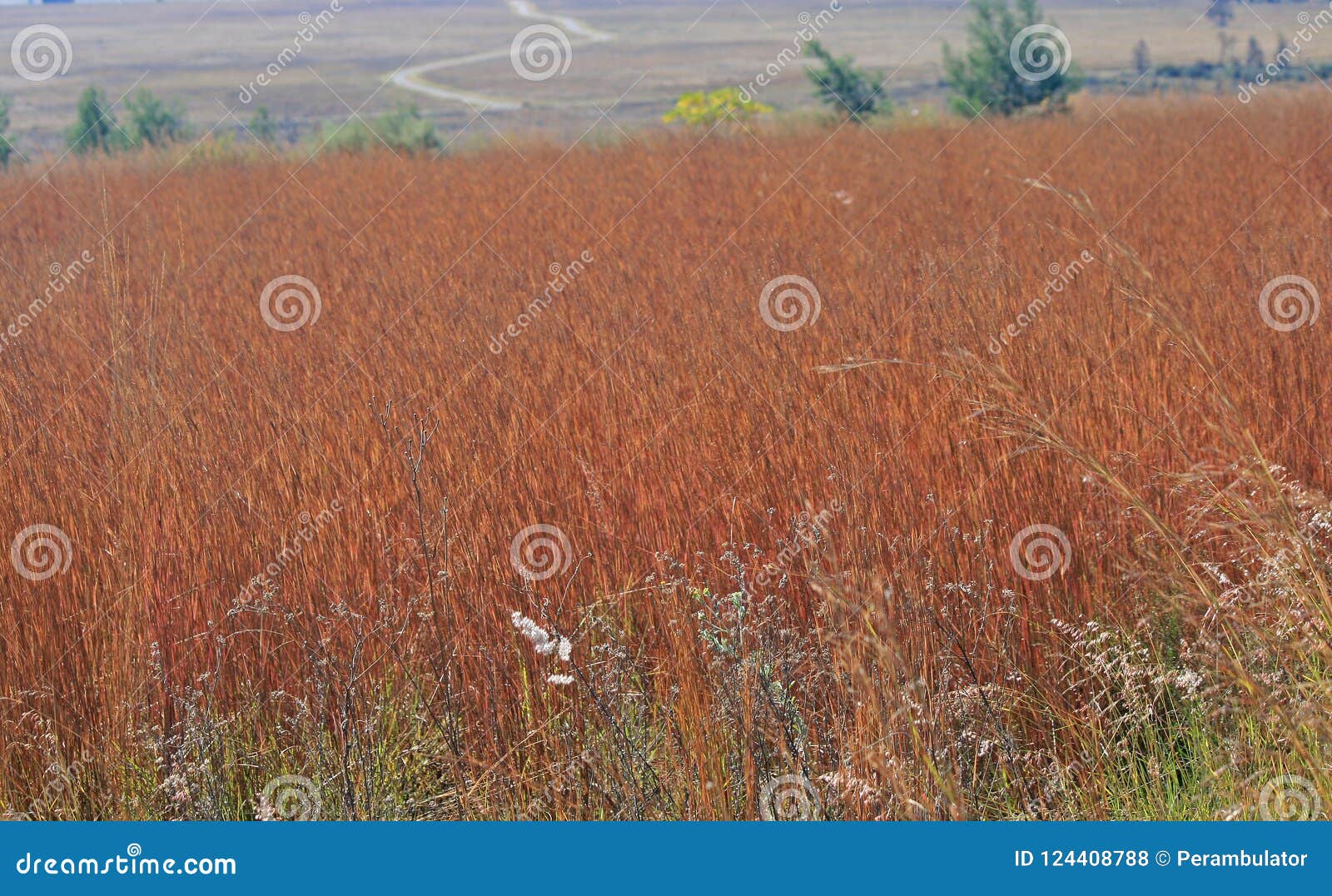 GRASSLAND with RED GRASS on an OPEN FIELD Stock Photo - Image of ...