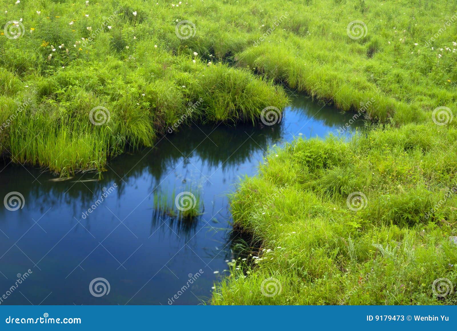 Grassland and rivers stock image. Image of tree, stream - 9179473