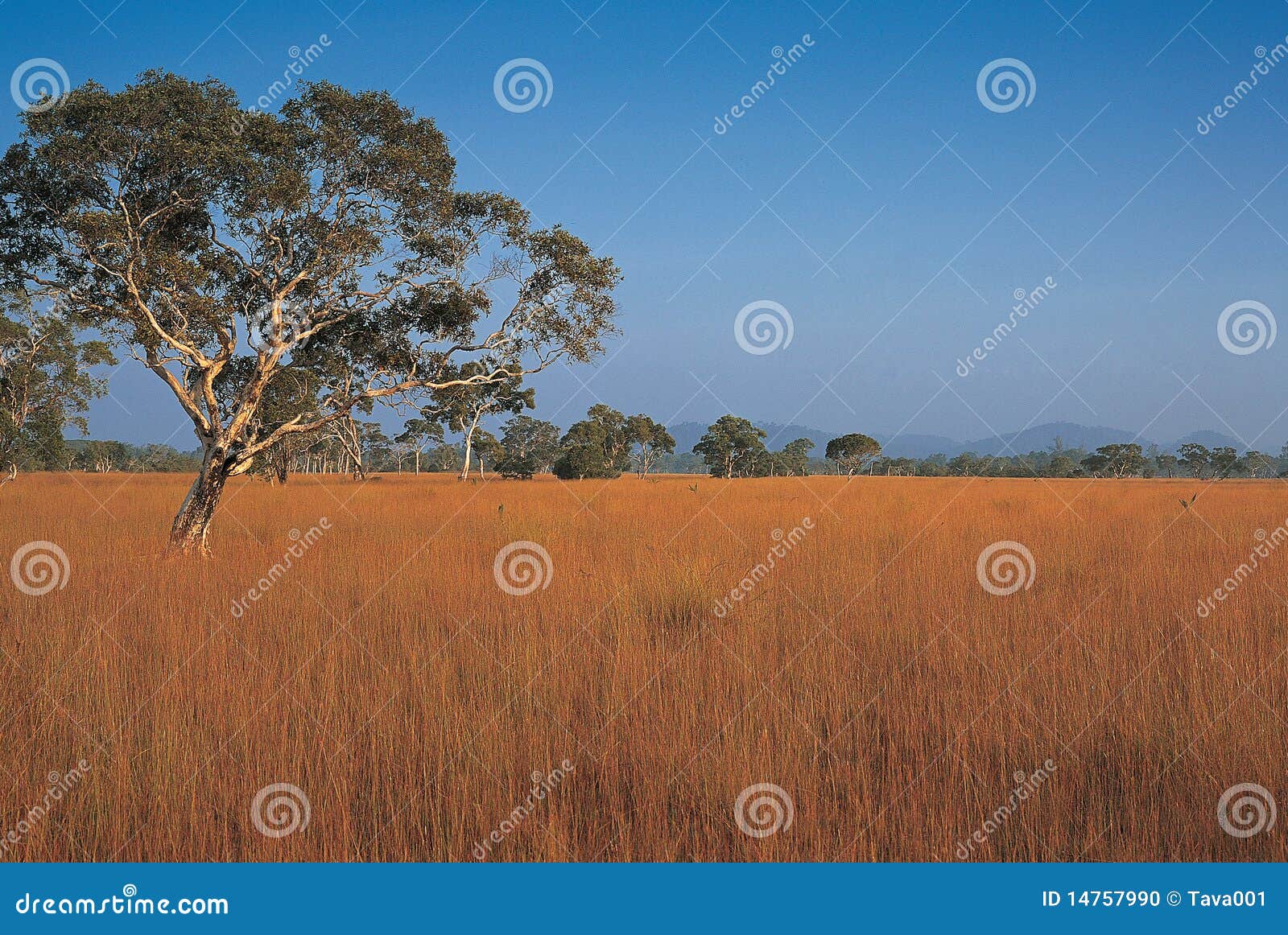 Grassland and Sky stock photo. Image of natural, dawn - 14757990