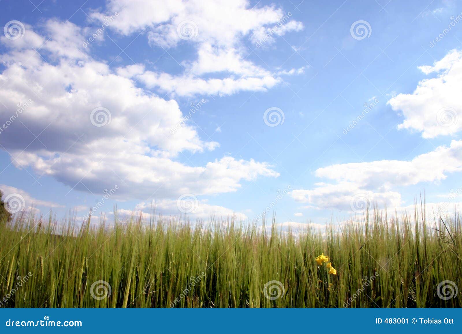 Grassland with sky stock image. Image of natural, grass - 483001