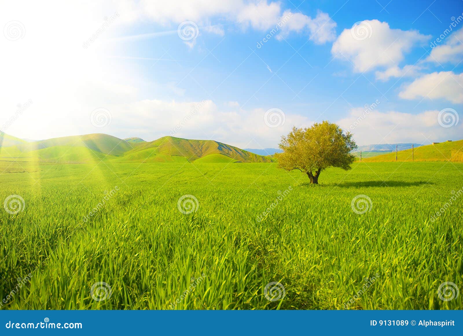 Grassland and sunray stock image. Image of outside, natural - 9131089