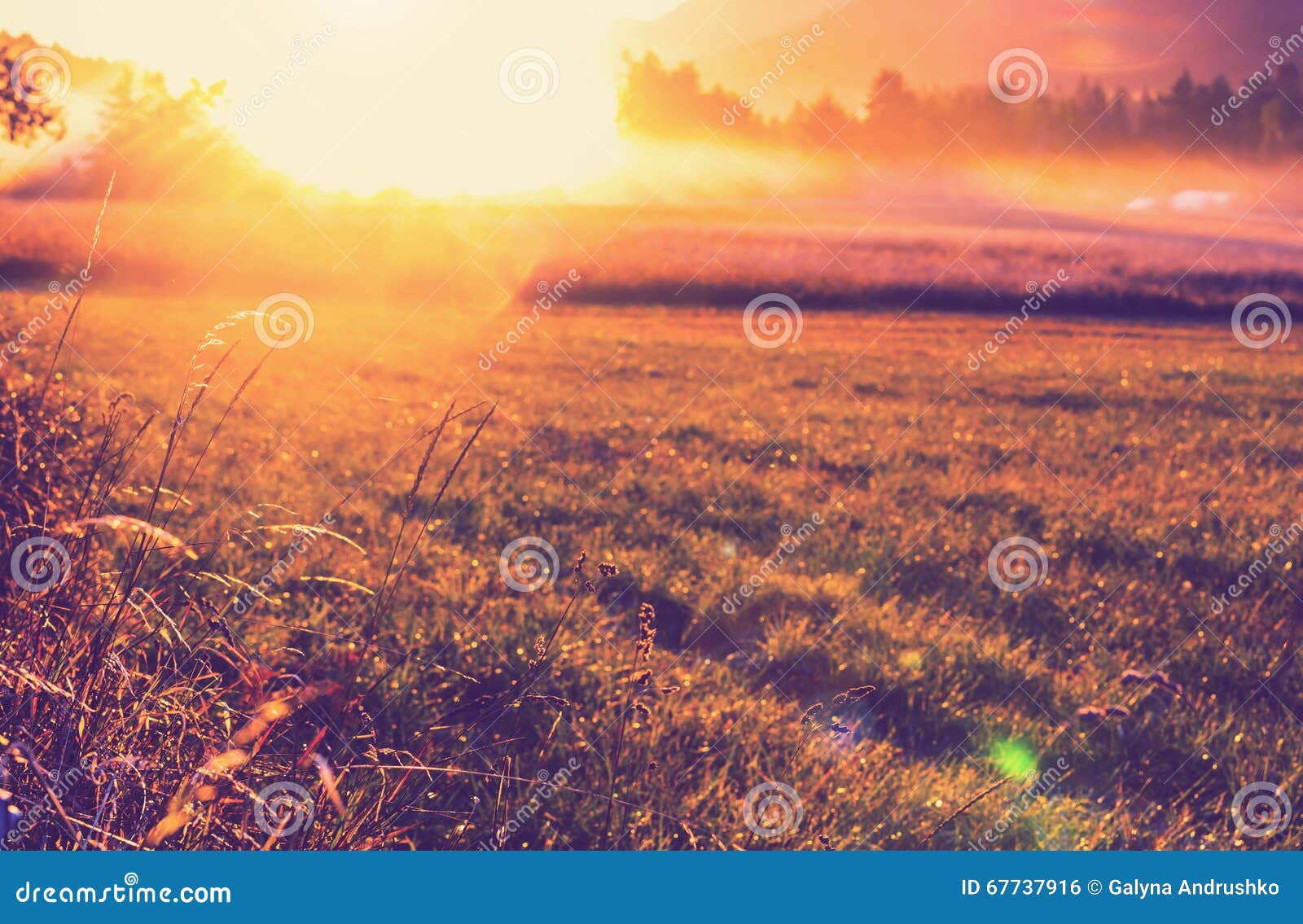 Grassland on sunset stock photo. Image of green, background - 67737916