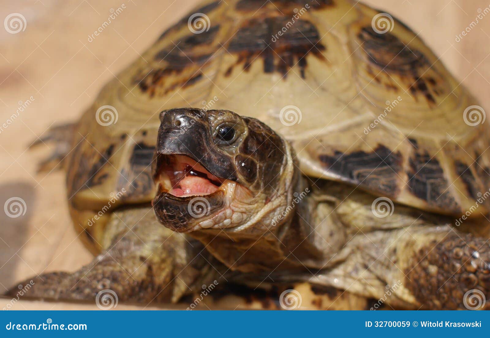 Grassland tortoise stock image. Image of wildlife, claw - 32700059