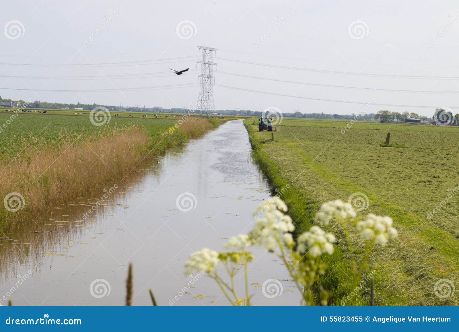 Grassland with Tractor and Ditch Stock Image - Image of pylon ...