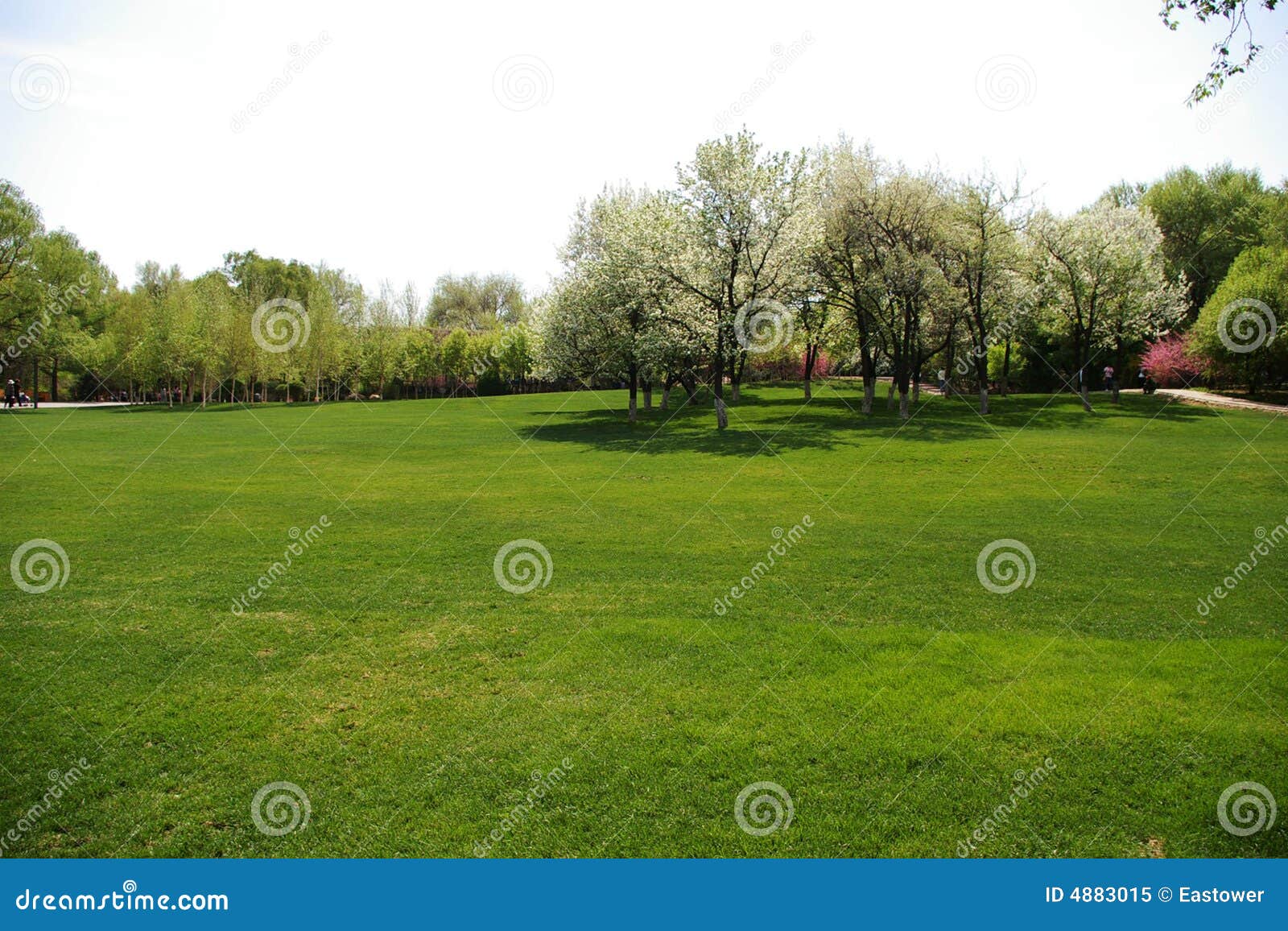 Grassland and trees stock image. Image of field, landscape - 4883015