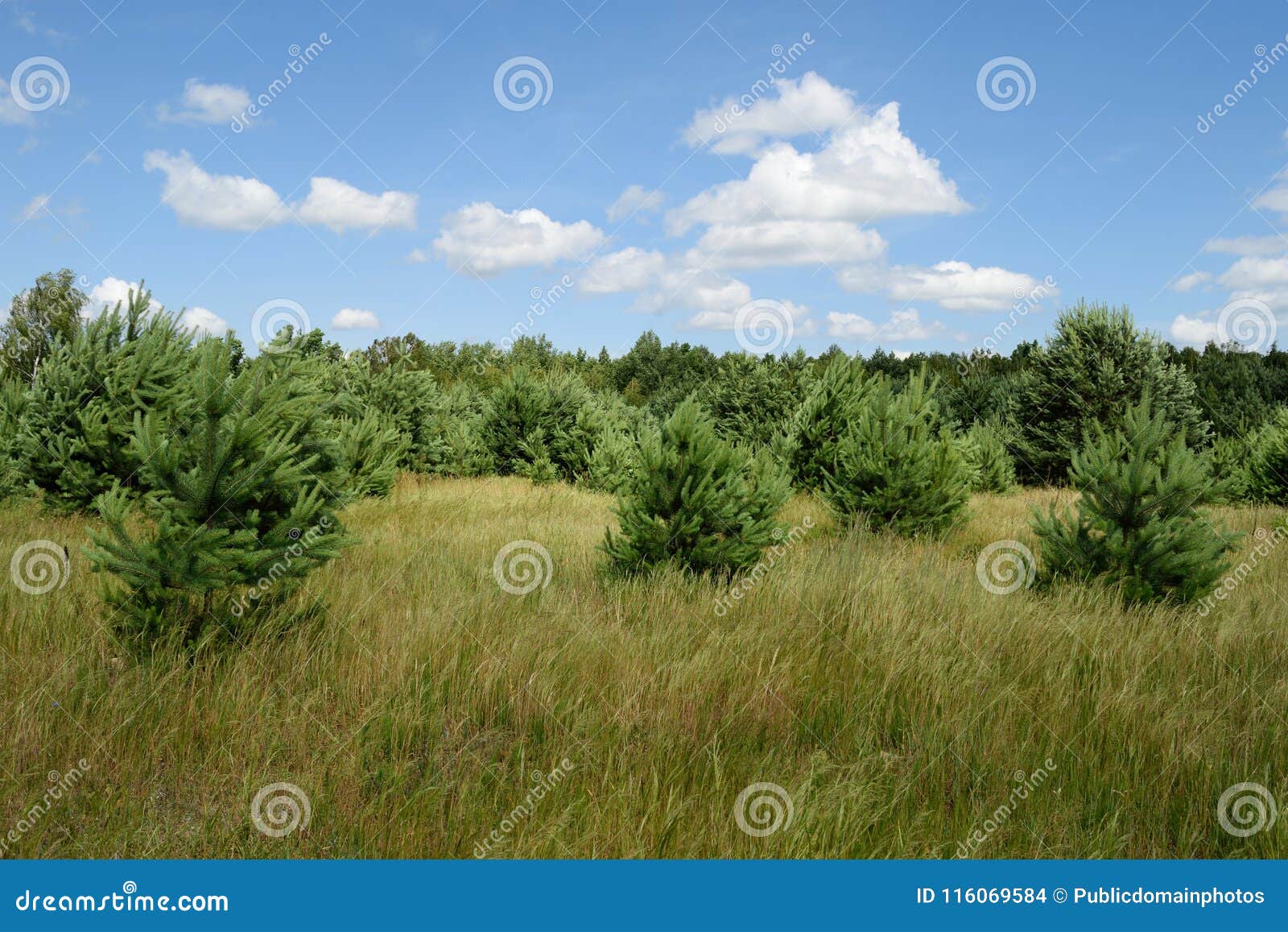 Grassland, Vegetation, Ecosystem, Prairie Picture. Image: 116069584