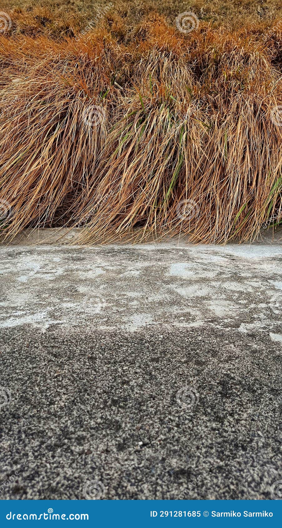 Grasslands Dry Up during the Long Dry Season Stock Image - Image of ...