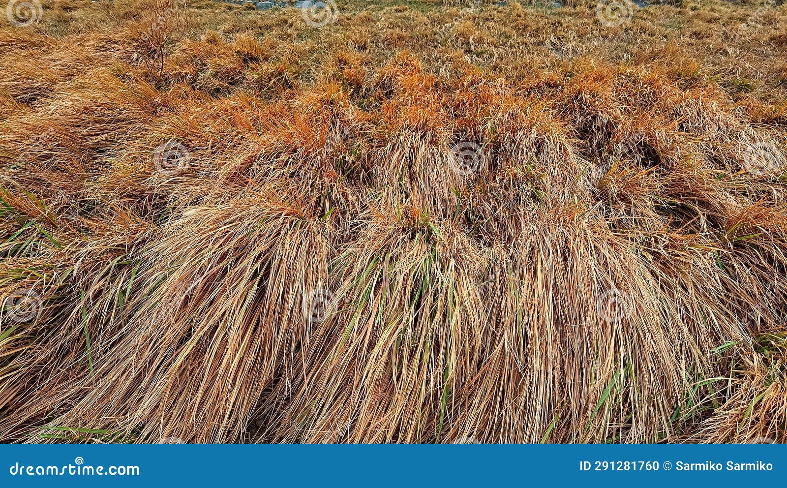 Grasslands Dry Up during the Long Dry Season Stock Photo - Image of ...