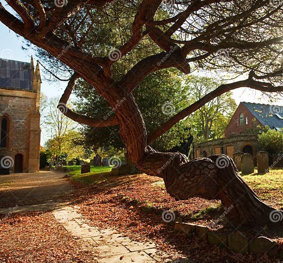 An Old Twisted Tree in a Churchyard. Stock Photo - Image of autumn ...