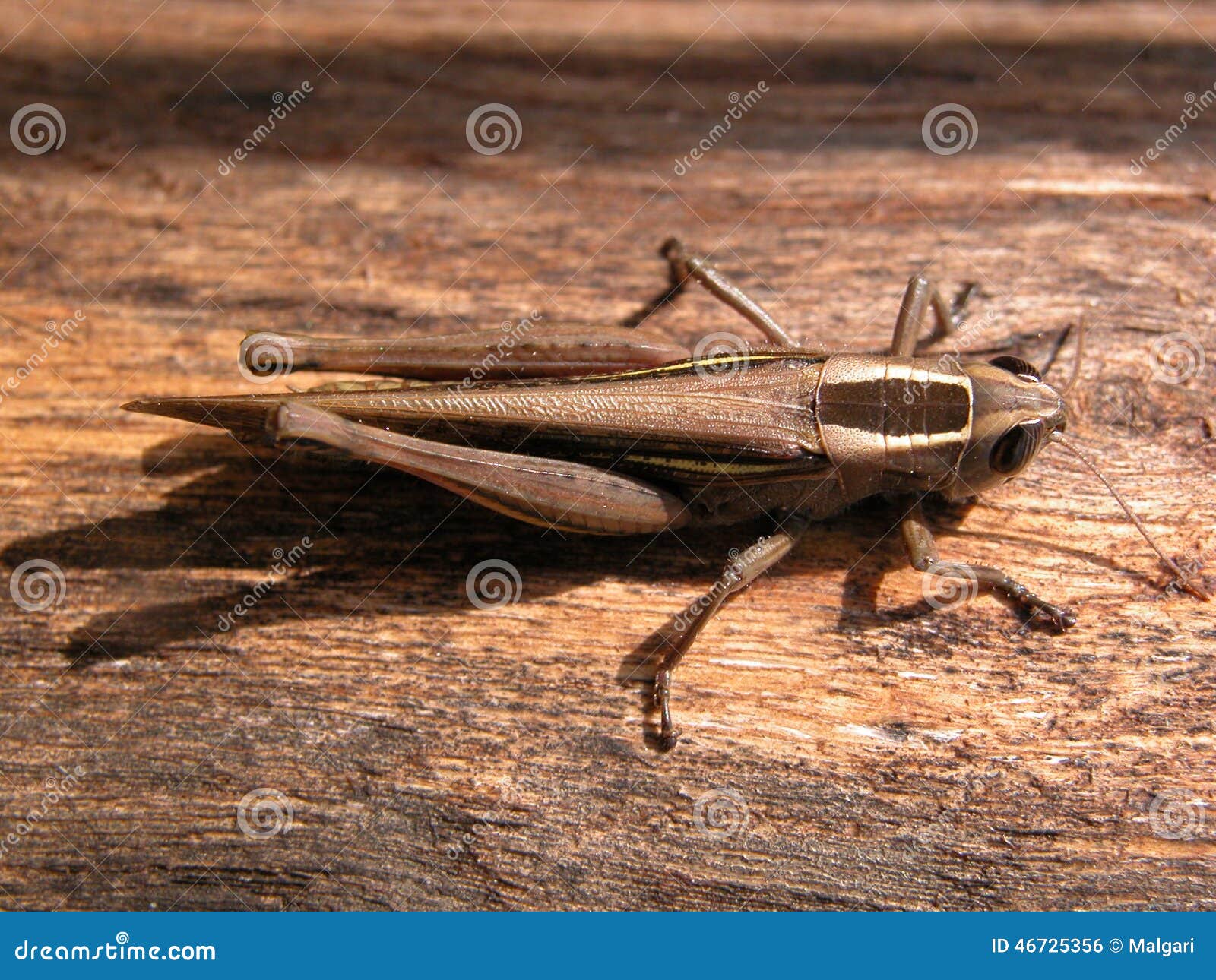 Grassopher stock photo. Image of jump, grassopher, watchful - 46725356
