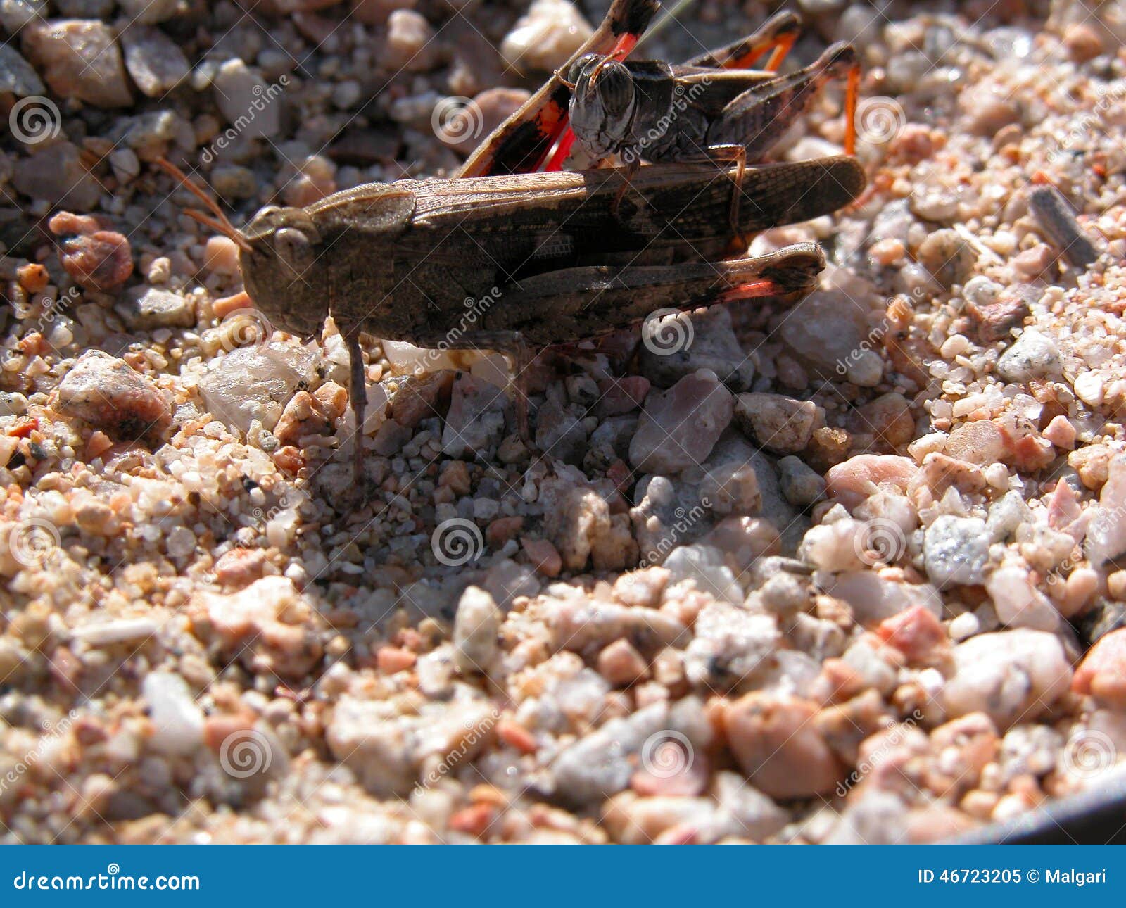 Grassopher stock image. Image of campaign, reproduction - 46723205