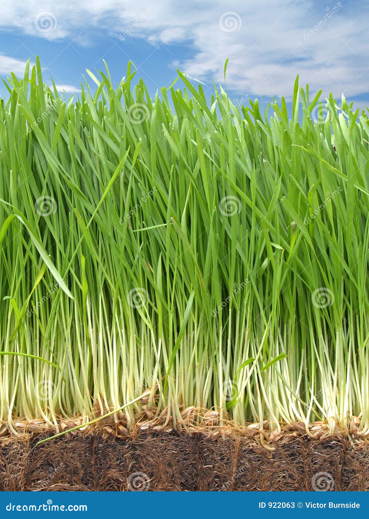 Grassroots stock image. Image of earth, grass, fresh, natural - 922063