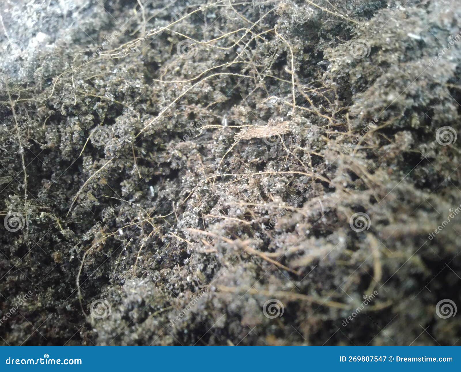 Grass roots stock image. Image of grass, ground, surface - 269807547