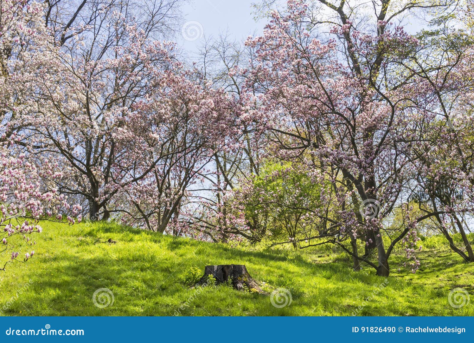 Grassy Area and Tree Stump Surrounded by Pink Blossoming Trees Stock ...
