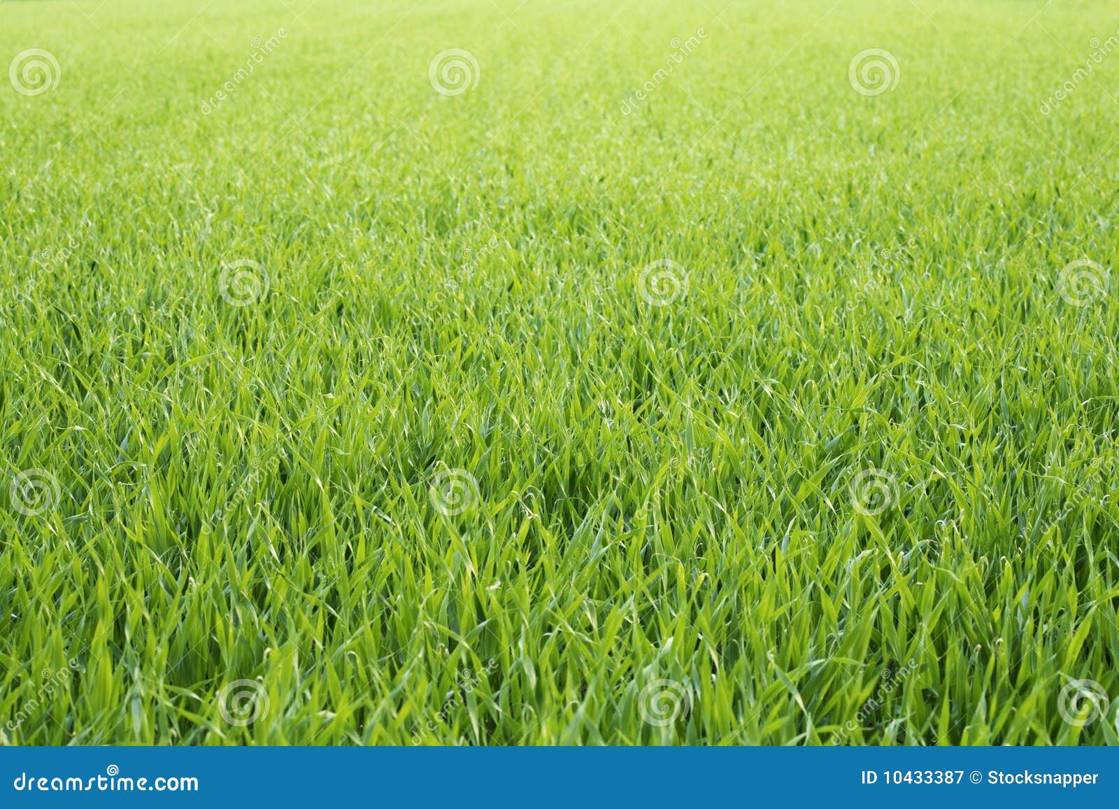 Grassy background stock image. Image of growth, nature - 10433387