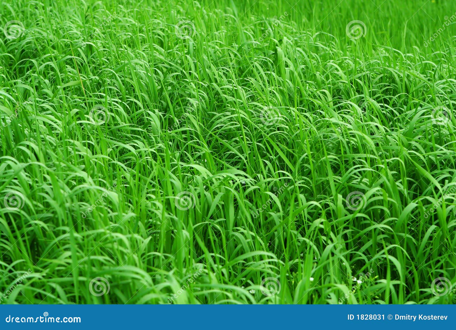 Grassy Background stock image. Image of food, green, morning - 1828031