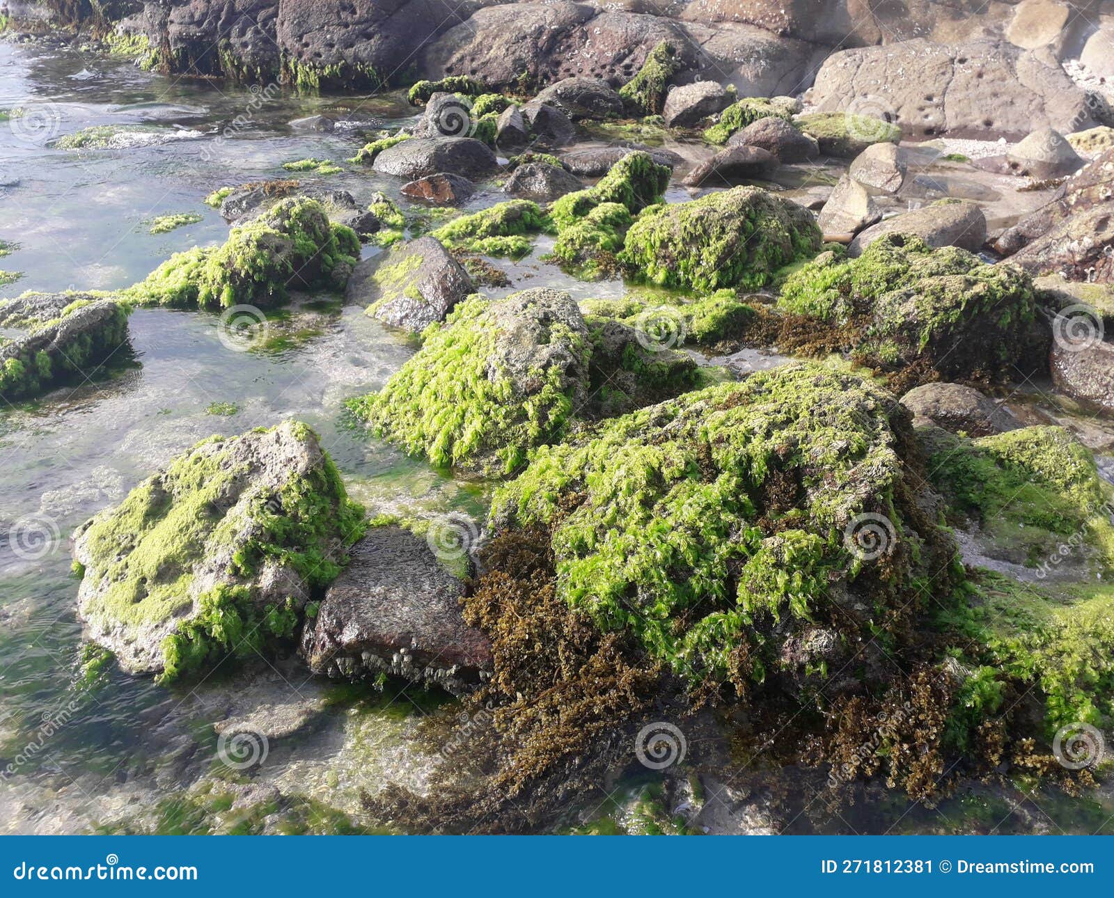 Grassy Beach Rocks, Seaweed Clinging To the Rocks Stock Image - Image ...