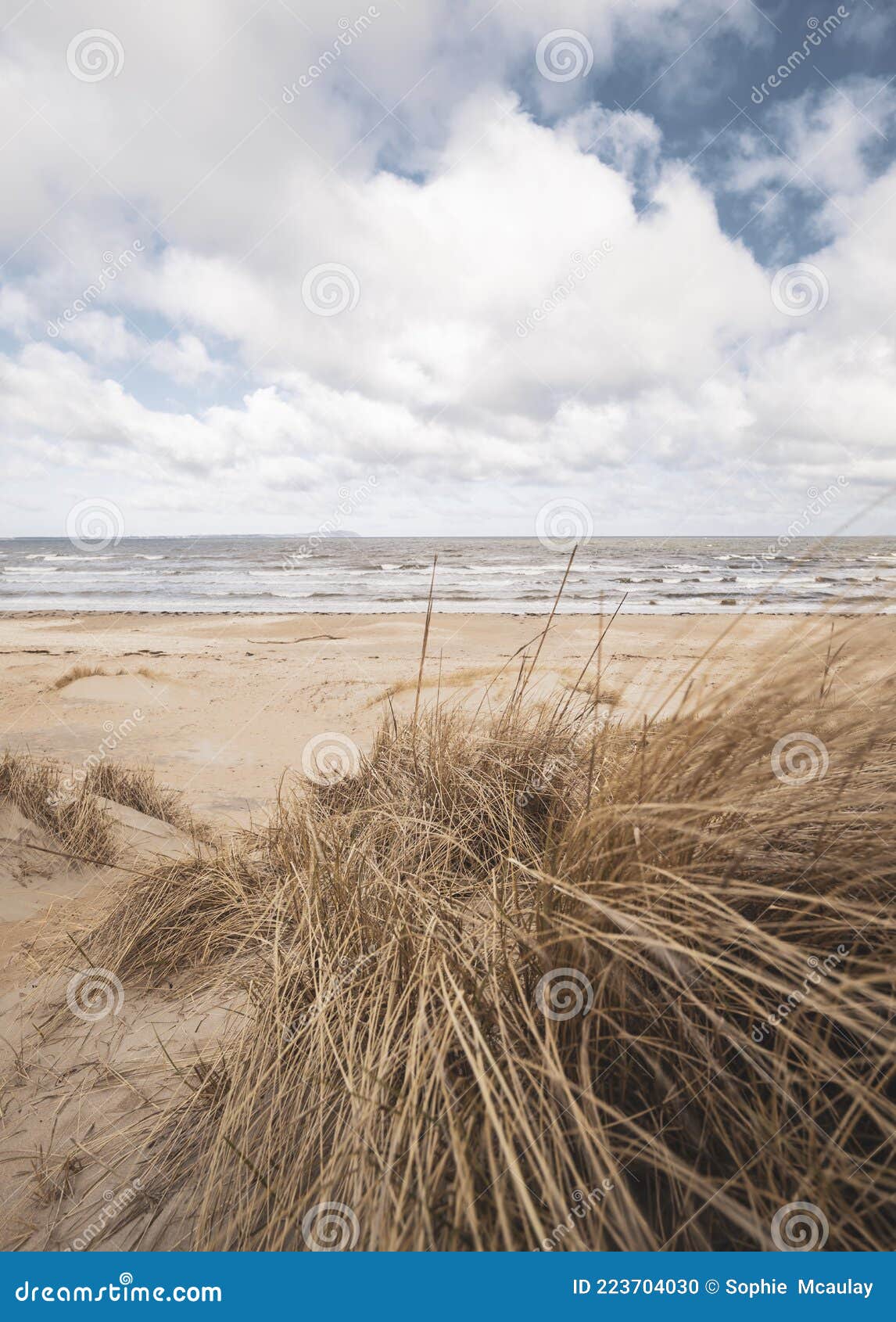 Grassy beach in Sweden stock photo. Image of sandy, scenery - 223704030