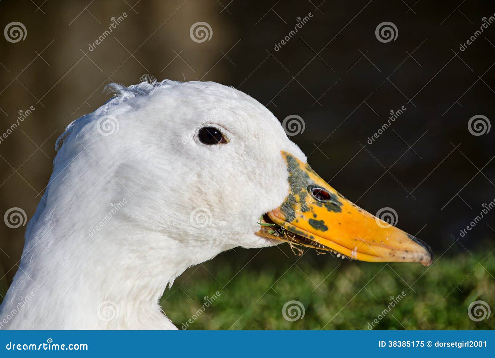 Grassy-Bill Duck stock image. Image of nature, wildlife - 38385175