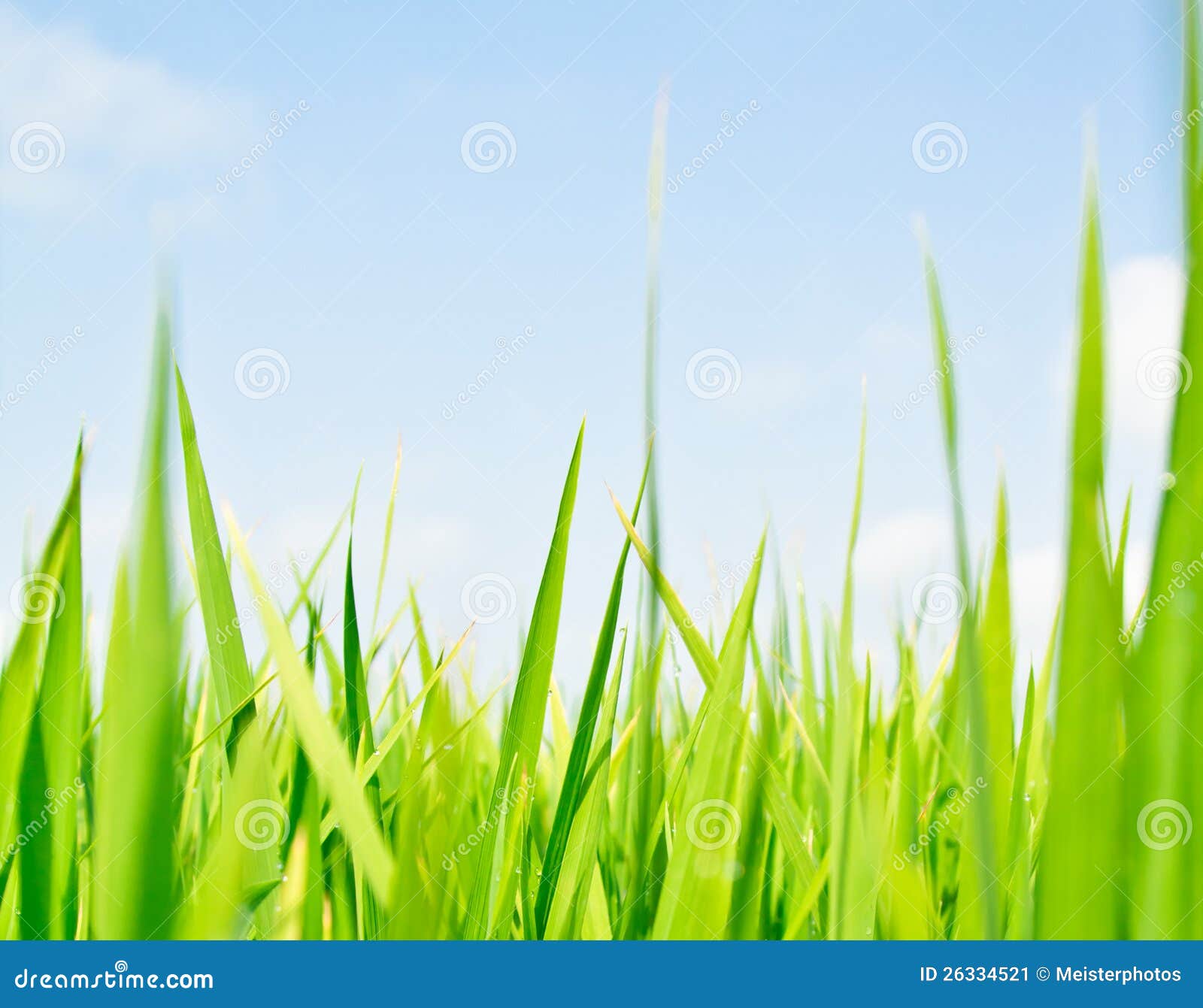 Grassy Blades Rice Stock Photos - Free & Royalty-Free Stock Photos from ...