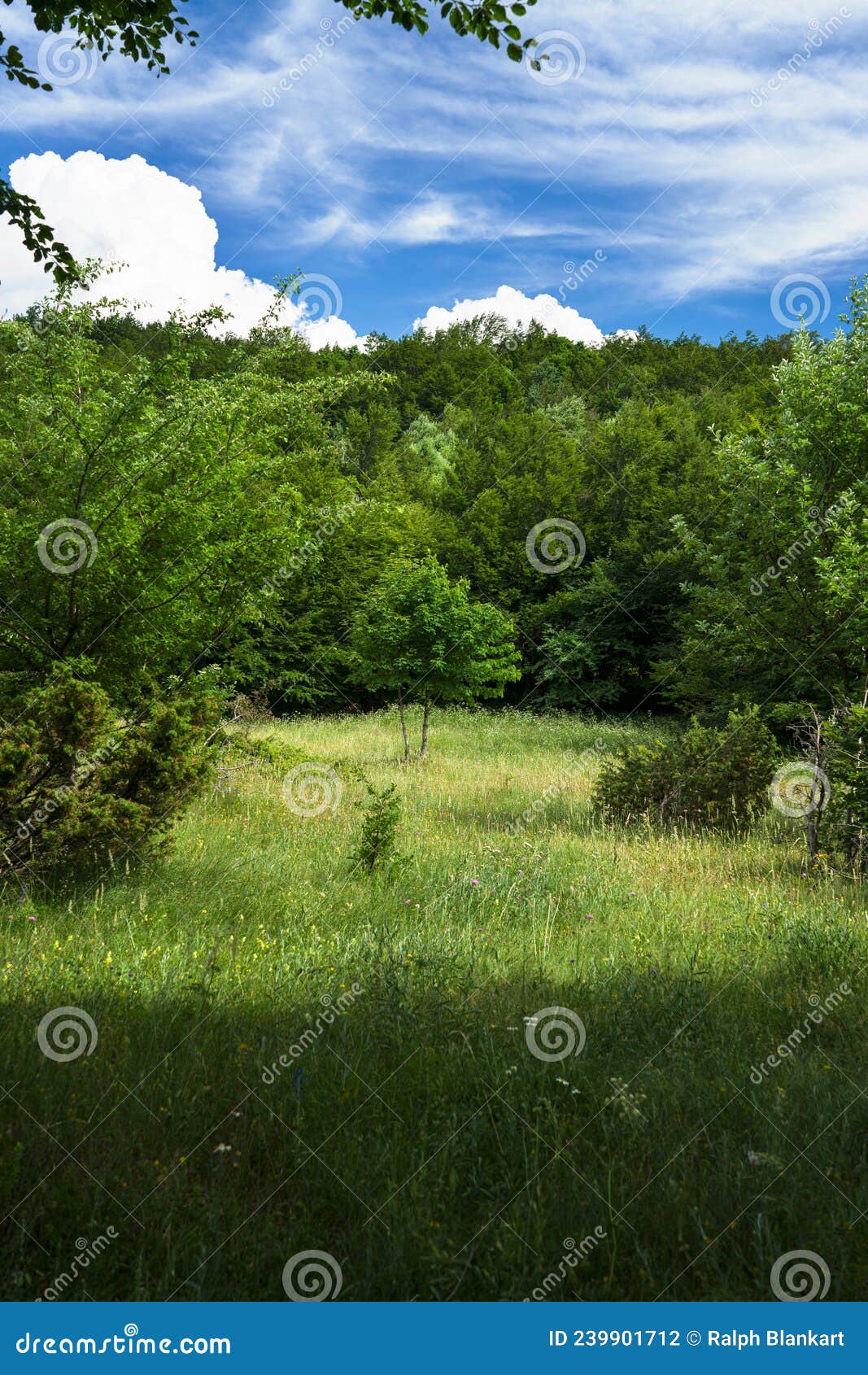 A Grassy Clearing in the Croatian Mountain Forest. Stock Photo - Image ...