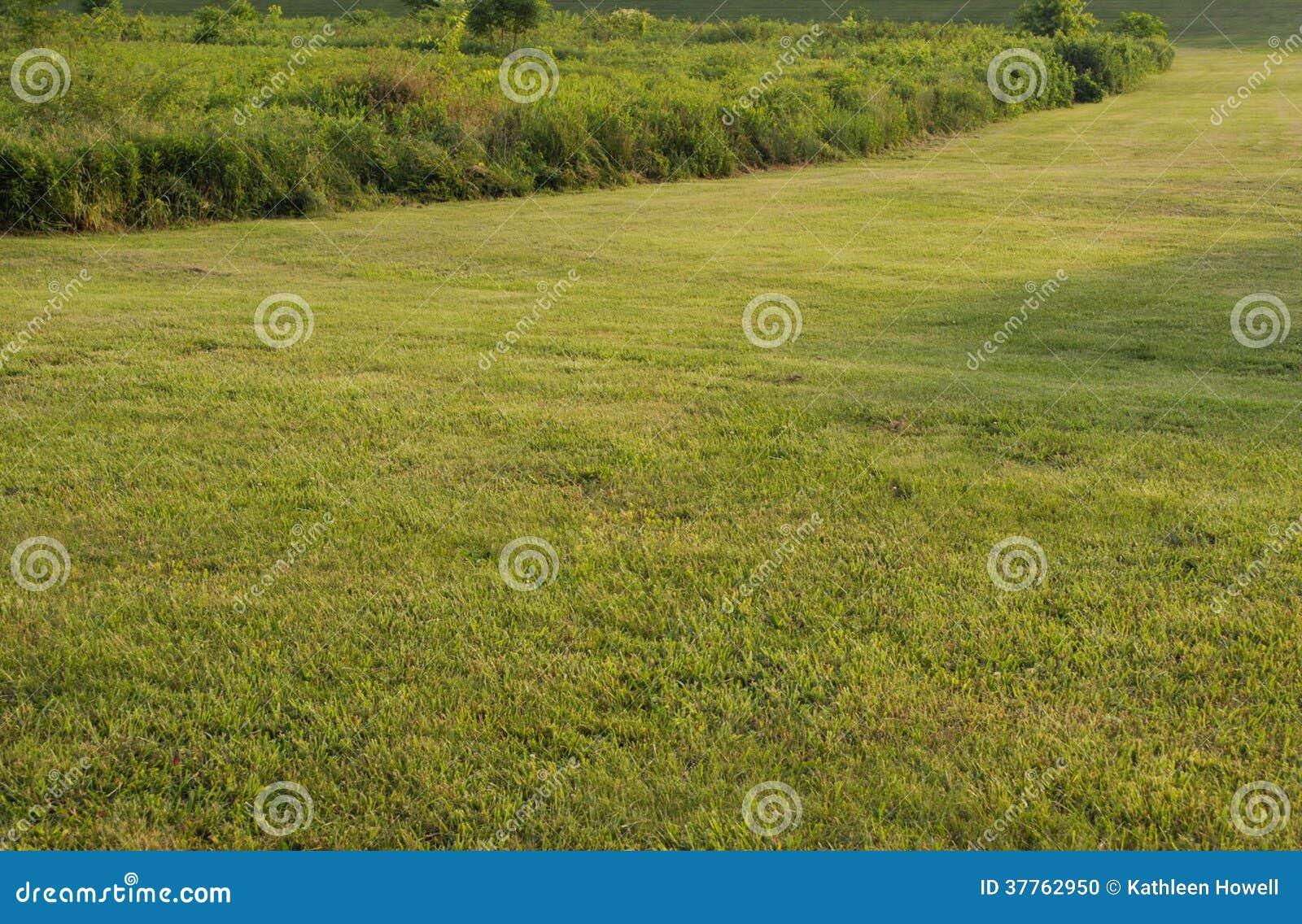 Grassy Clearing stock photo. Image of summer, outdoors - 37762950