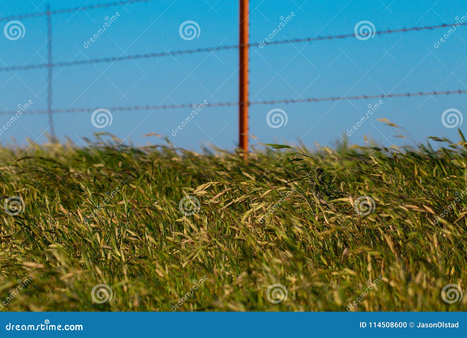 Grassy Ditch in Texas on a Windy Day Stock Photo - Image of grassland ...