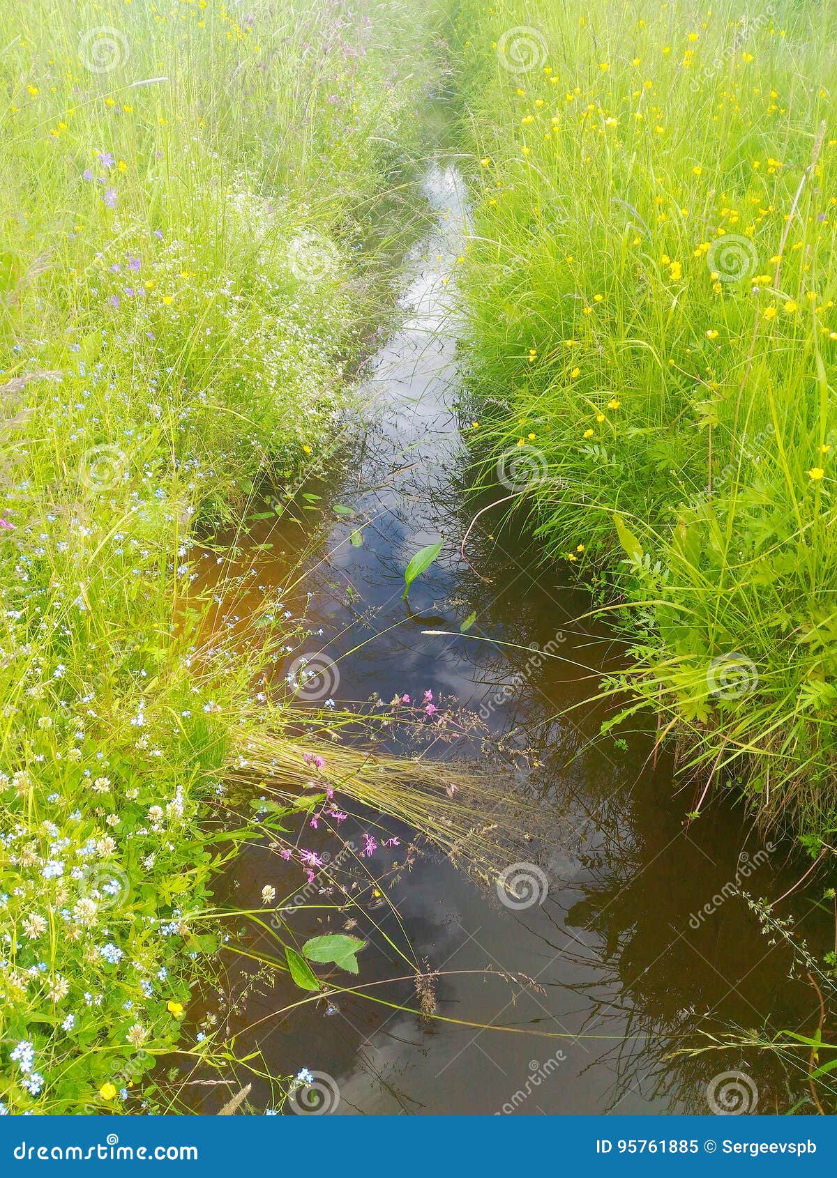 The grassy ditch stock image. Image of flora, grow, fresh - 95761885