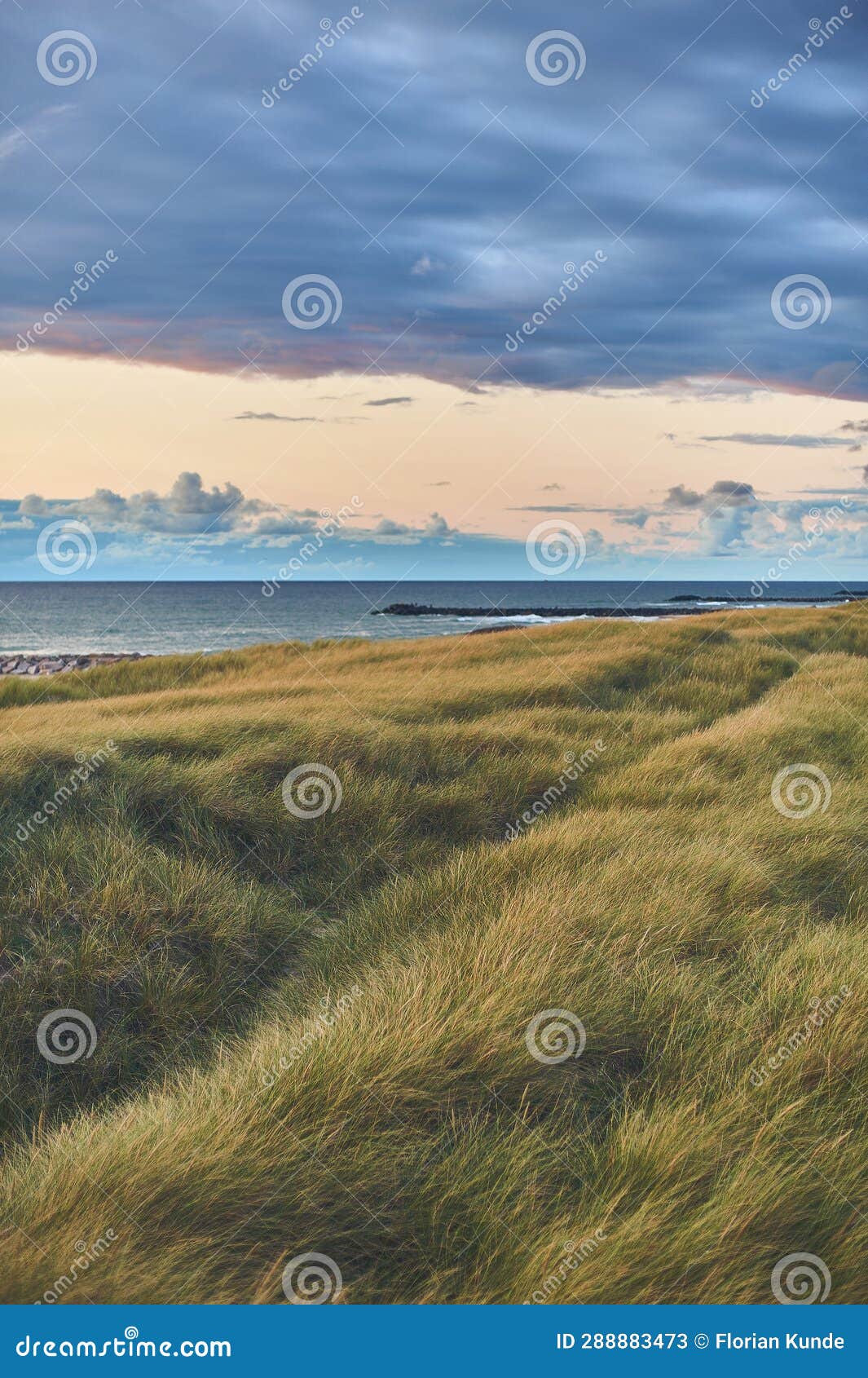 Grassy Dunes at the Wide Beach at Northern Denmark Stock Image - Image ...