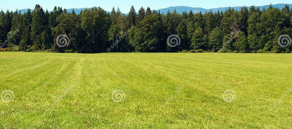 Grassy Field stock image. Image of evergreen, beautiful - 15538277