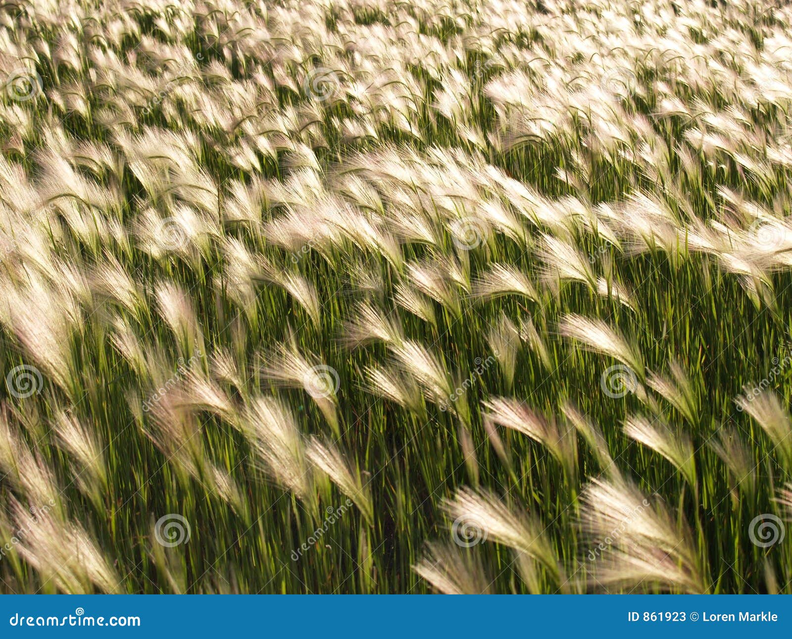 Grassy Field stock image. Image of narrow, pasture, green - 861923