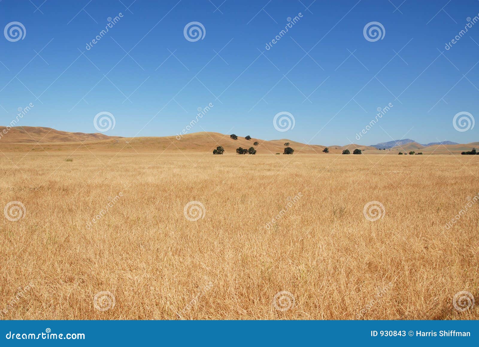 Grassy field stock image. Image of field, grassy, meadow - 930843