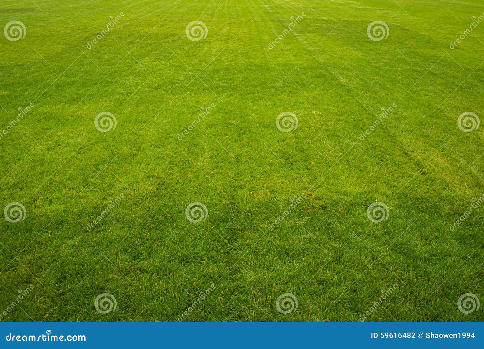 Grassy Field stock photo. Image of frame, land, landscape - 59616482