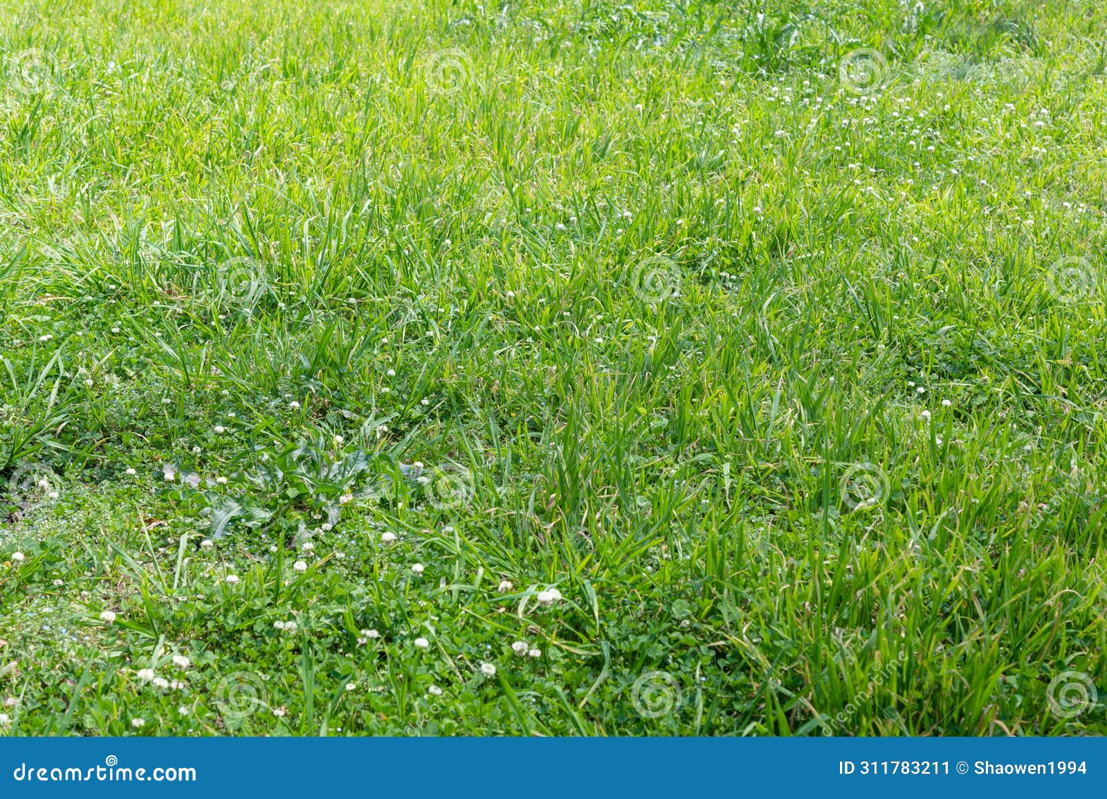 Spring grassy Field stock image. Image of green, land - 311783211