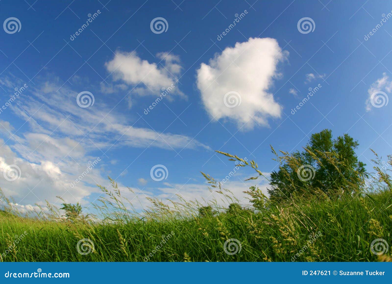 Grassy Field and Clouds on Windy Summer Day Stock Image - Image of ...