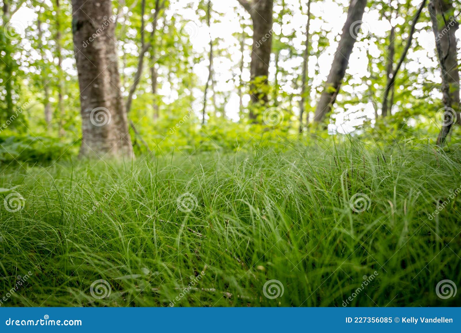Grassy Field in Small Bald Area in Forest Stock Image - Image of gnarly ...