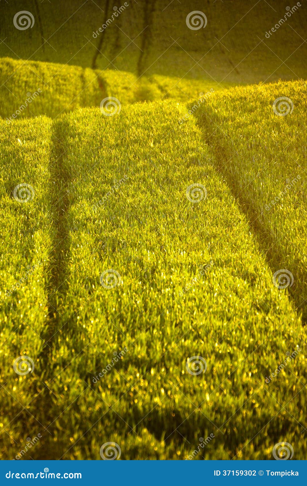 Grassy field stock photo. Image of hills, dusk, meadow - 37159302