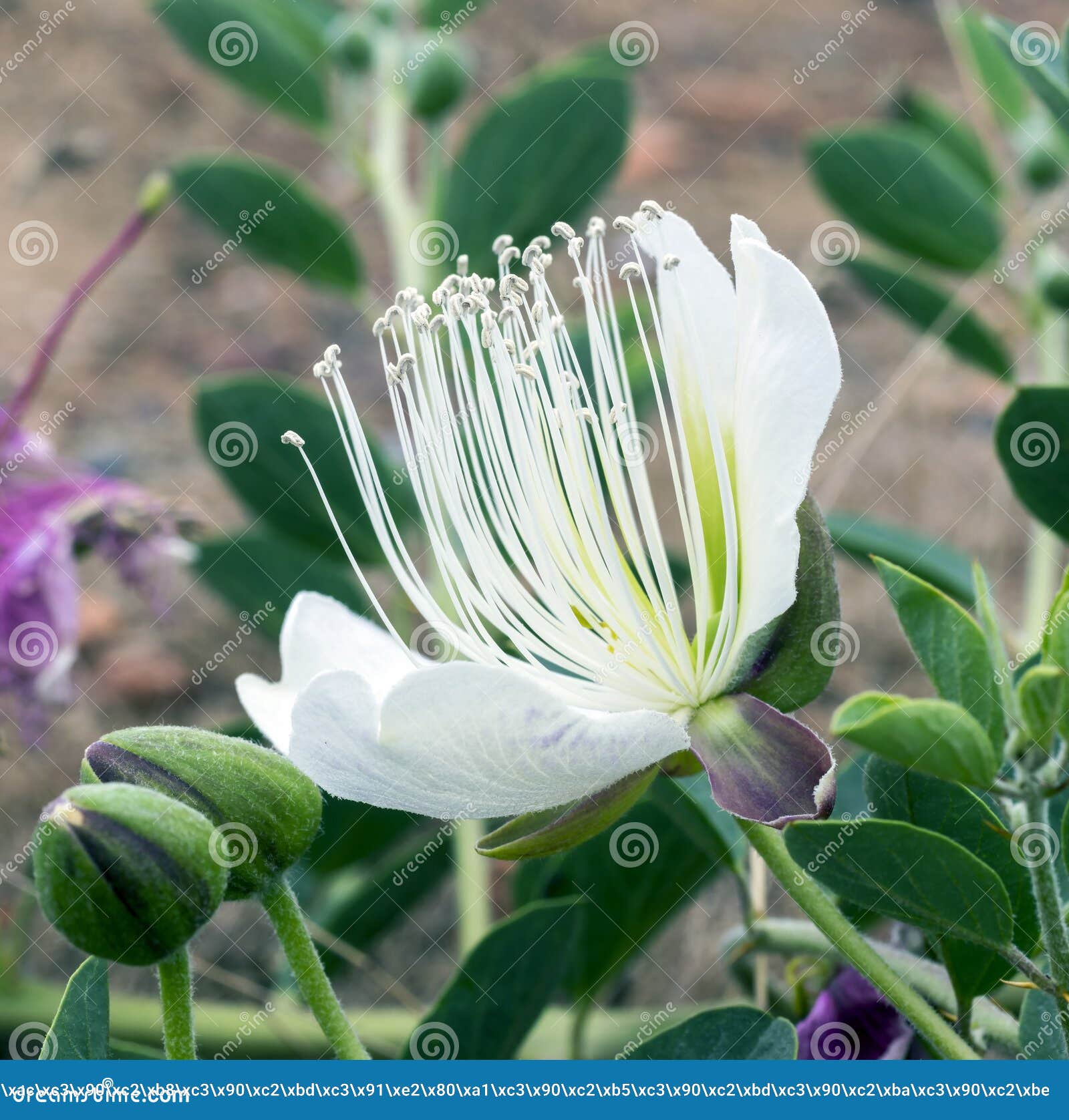 The Grassy Flower of Capers. Stock Photo - Image of buds, plants: 60069110